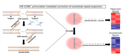 국내 연구진, ‘PE-CORE(피-코어)’기술 개발